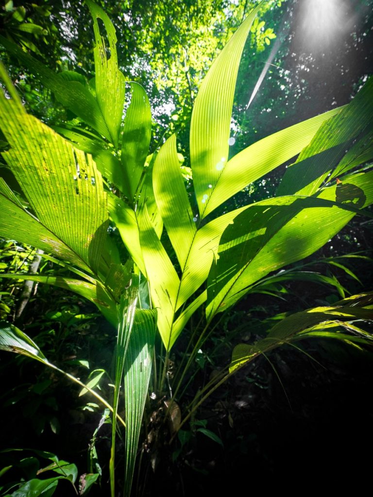 Utria National Park travel guide: natural wonder in the (2026) - My ...