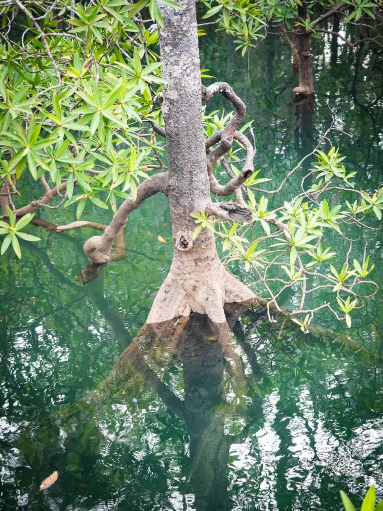 Utria National Park travel guide: natural wonder in the (2026) - My ...