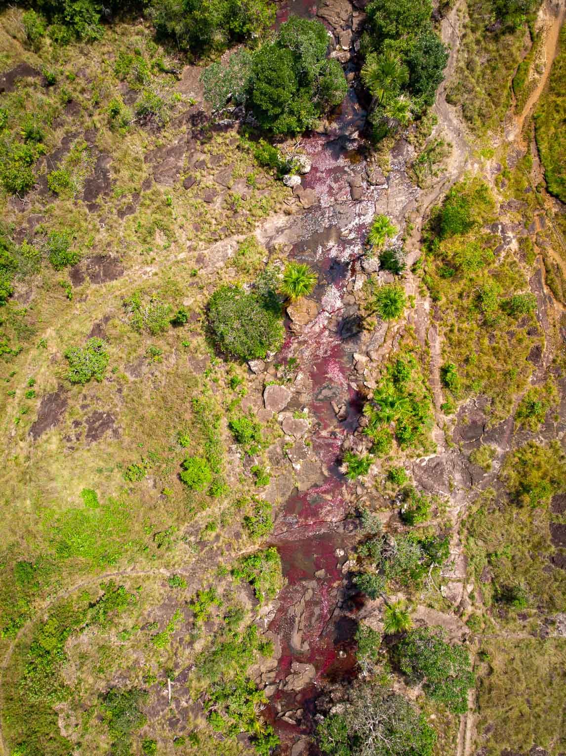 Caño Sabana, the river of 5 colors in Guaviare (the small caño ...