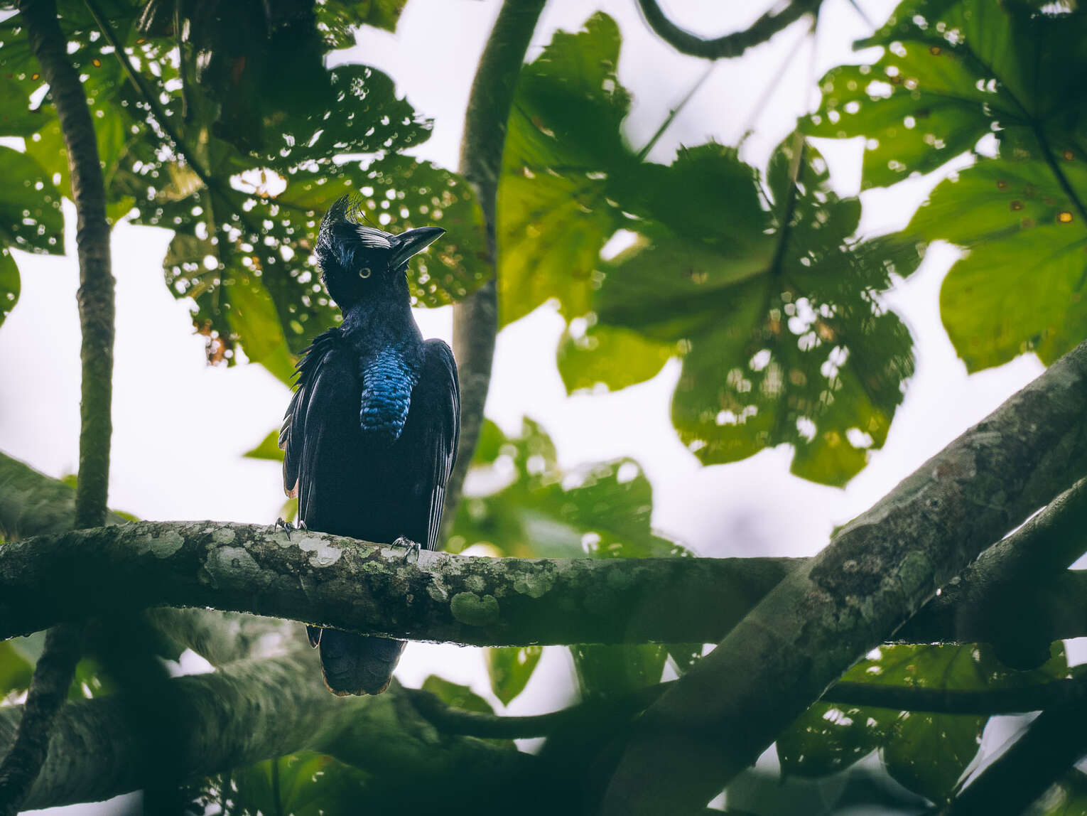Colombia Birdwatching travel guide: where to do birding in Colombia (2026)