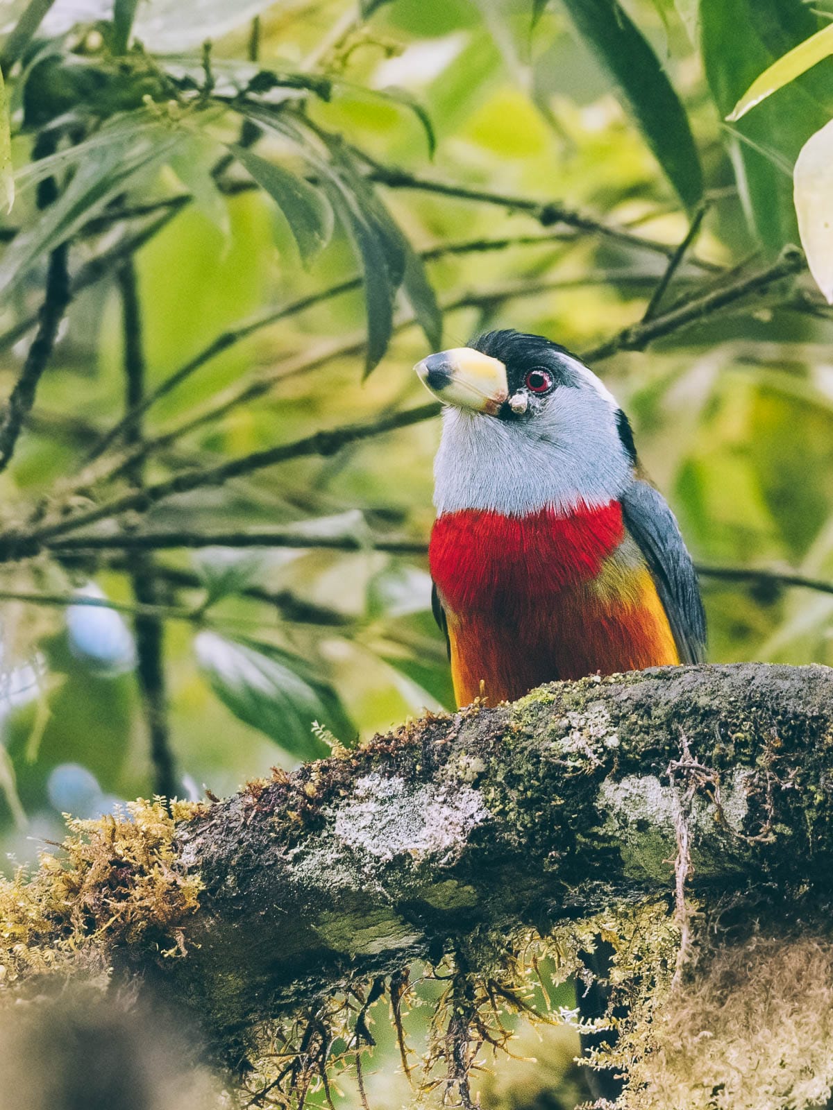 Colombia Birdwatching travel guide: where to do birding in Colombia (2026)